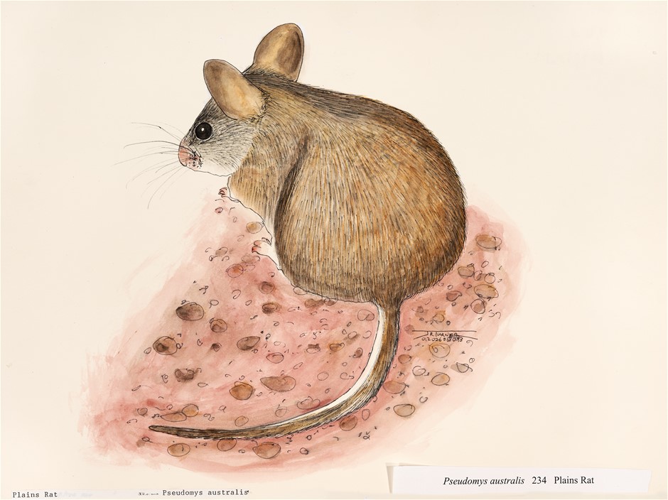 JIM TURNER, Original Mixed Media (Ink Sketch And Watercolour Painting ...