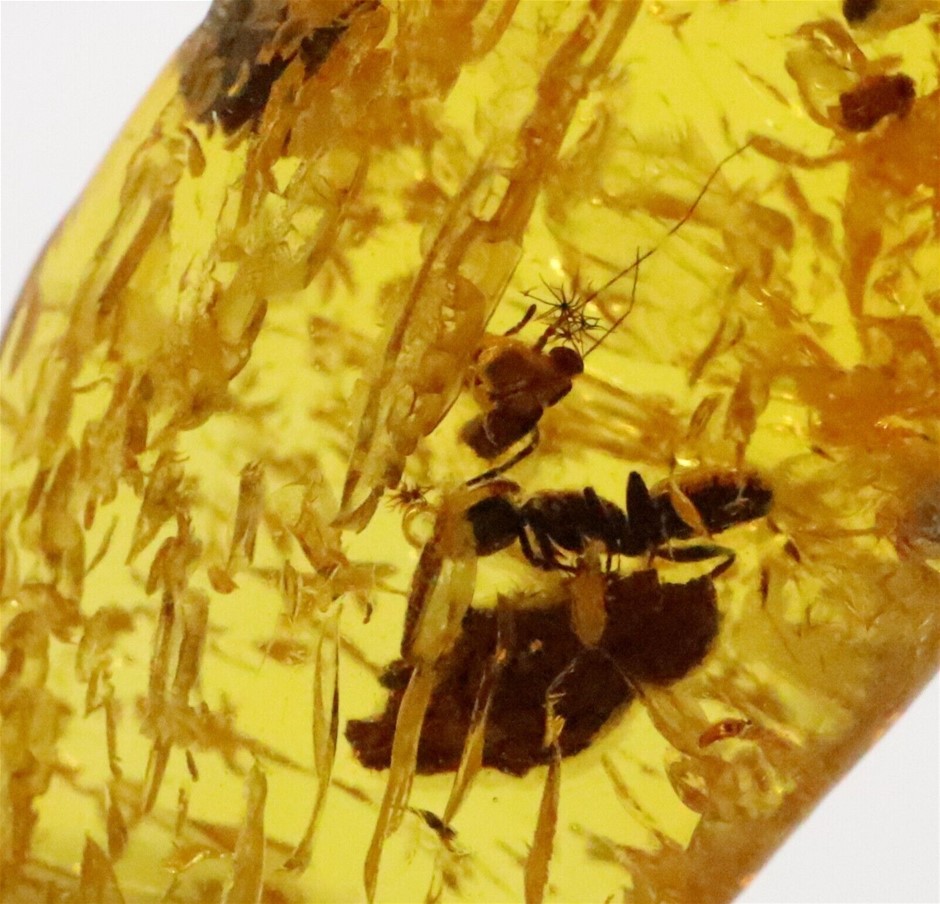 FOSSILISED AMBER WITH PREHISTORIC ANT TRAPPED INSIDE Auction (0008 ...