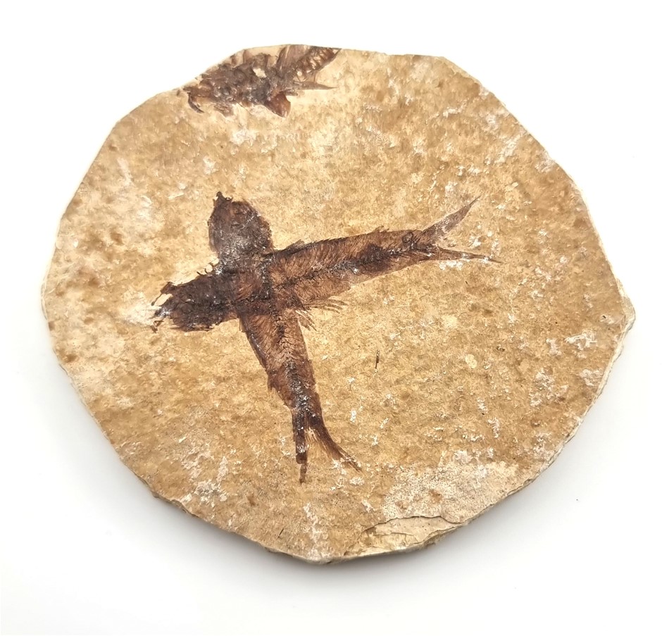 FOSSILISED KNIGHTIA FISH GROUP - MULTIPLE FISH IN THE SAME FOSSIL ...