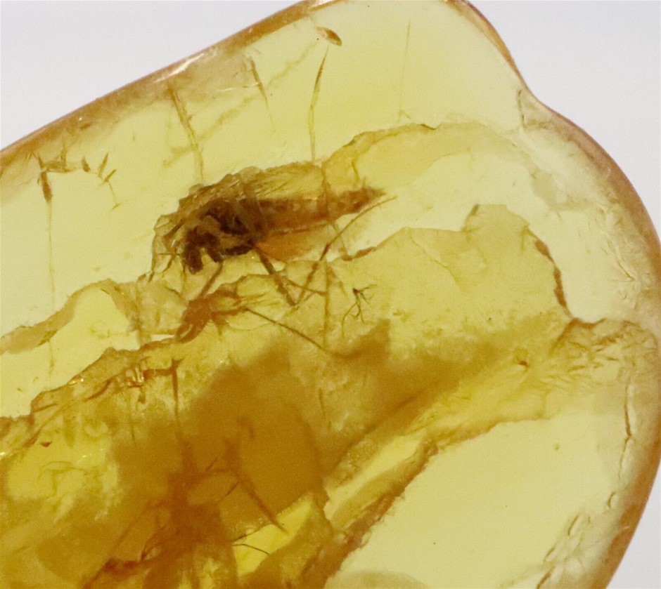 FOSSILISED AMBER WITH PREHISTORIC MOSQUITO TRAPPED INSIDE Auction (0003 ...