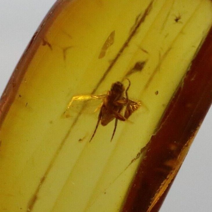 FOSSILISED AMBER WITH PREHISTORIC FLY TRAPPED INSIDE Auction (0007 ...