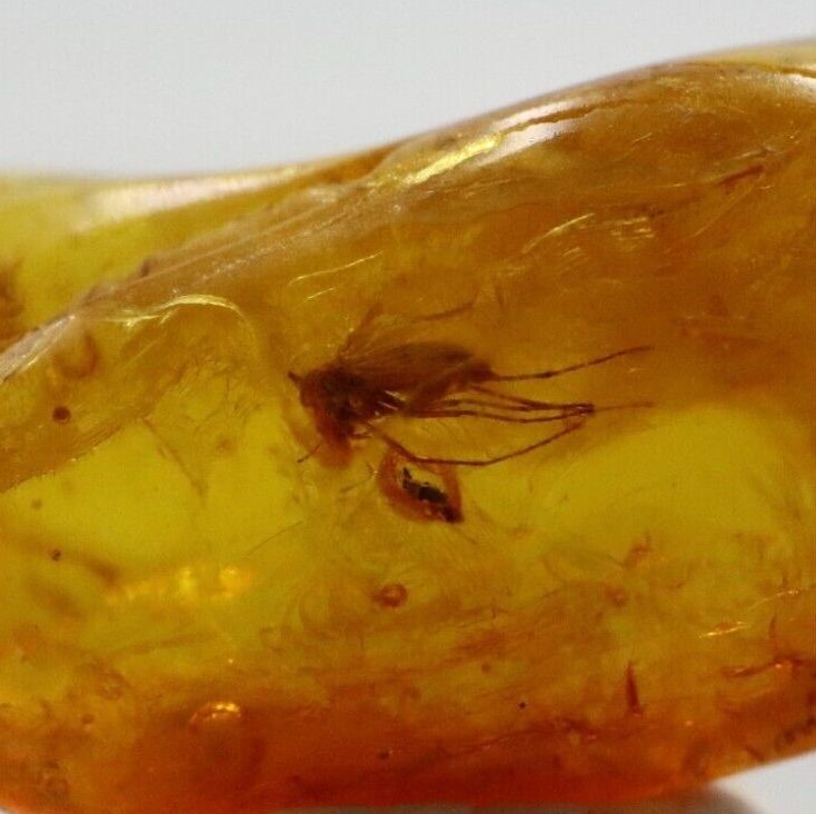 FOSSILISED AMBER WITH PREHISTORIC INSECT TRAPPED INSIDE Auction (0009 ...