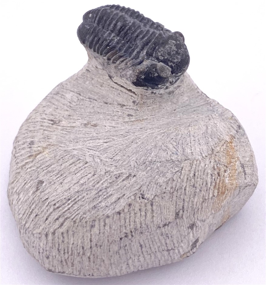 385-359 MILLION YEARS B.P. MOROCOPS TRILOBITE FOSSIL FROM THE UPPER ...