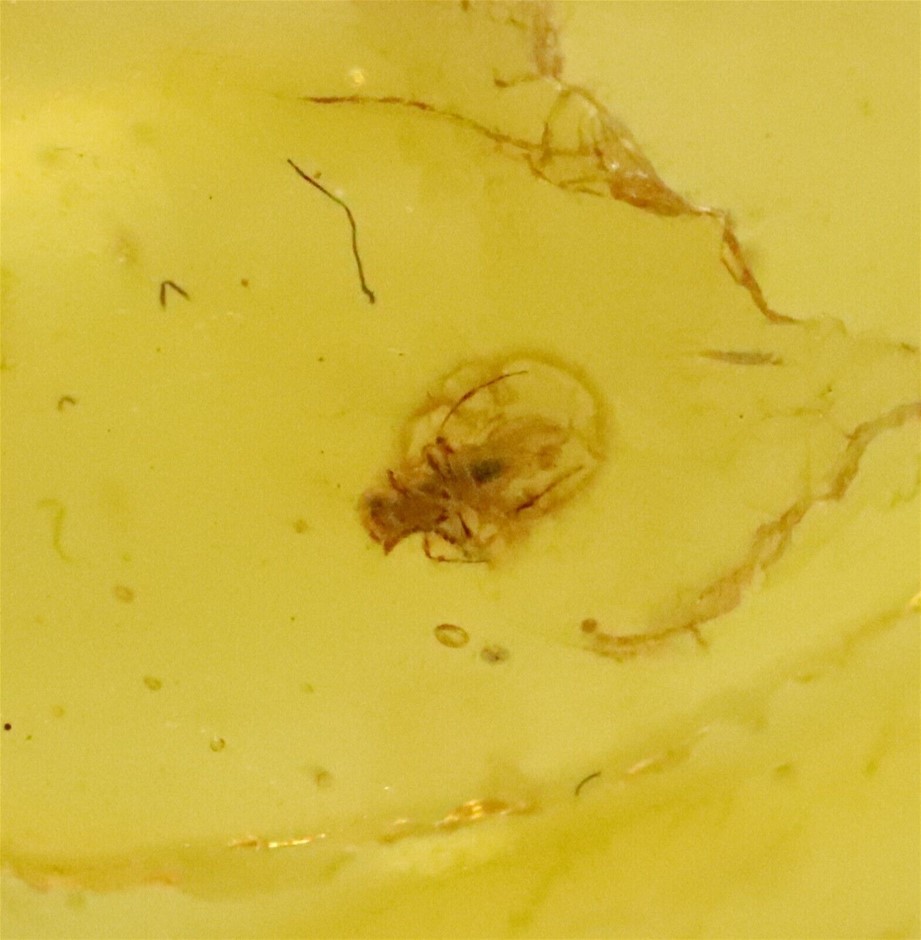 FOSSILISED AMBER WITH PREHISTORIC ANT TRAPPED INSIDE Auction (0006 ...