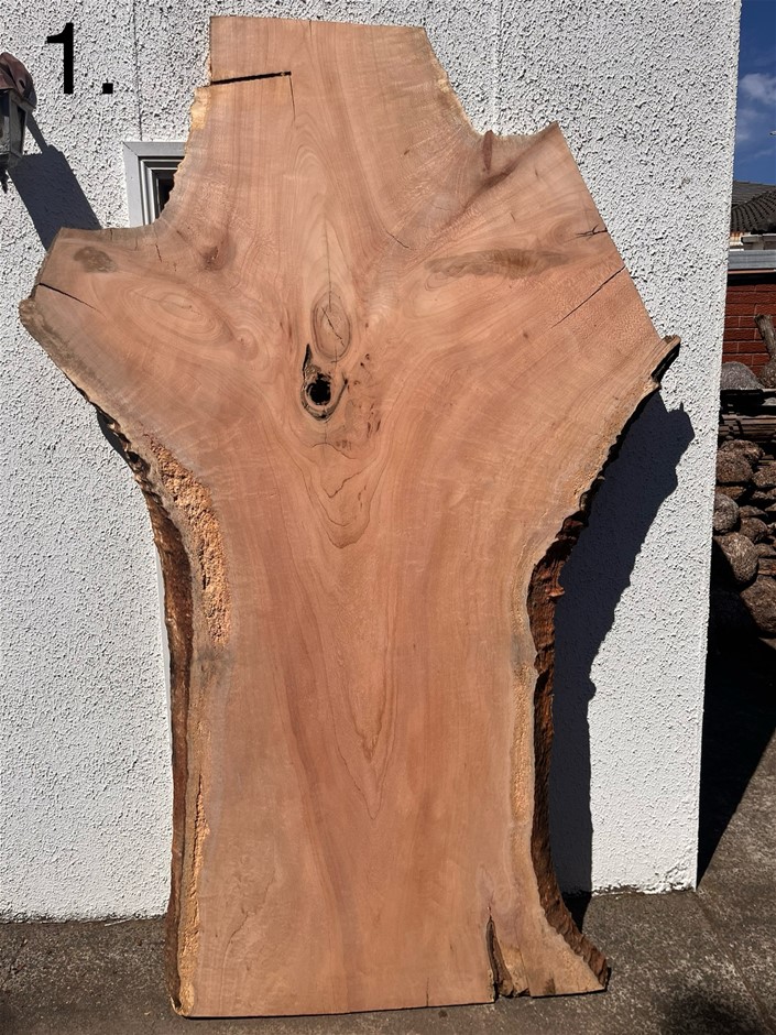 Silky Oak Timber Slab Auction (0001-5055775) | Grays Australia