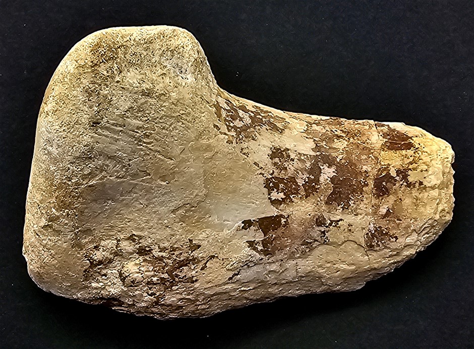90 MILLION YEAR OLD DINOSAUR LEG BONE FOSSIL Auction (0001-2559576 ...