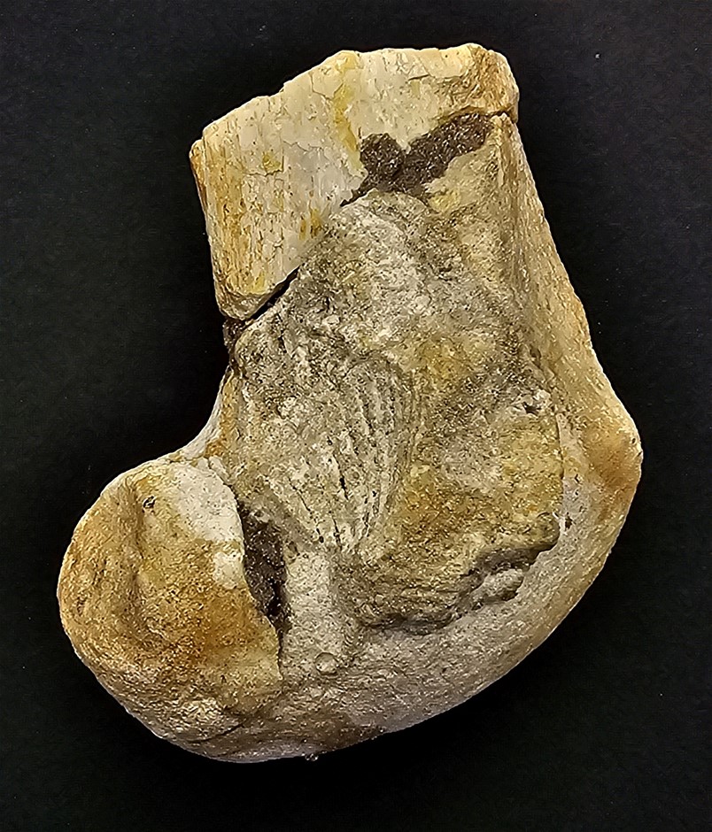 90 MILLION YEAR OLD DINOSAUR LEG BONE FOSSIL Auction (0001-2559671 ...