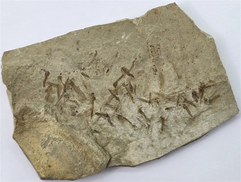 58 MILLION YEAR OLD PREHISTORIC FOSSIL CRANE FLY GRAVEYARD Auction ...