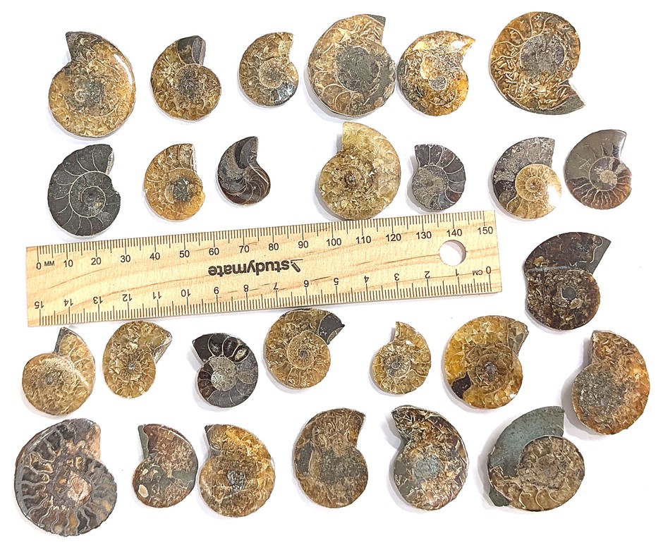 Two Dozen 120 Million year old fossil AMMONITES From Madagascar Auction ...