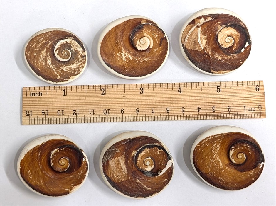 Six 100 Million year old Snail fossils from Madagascar Auction (0046 ...