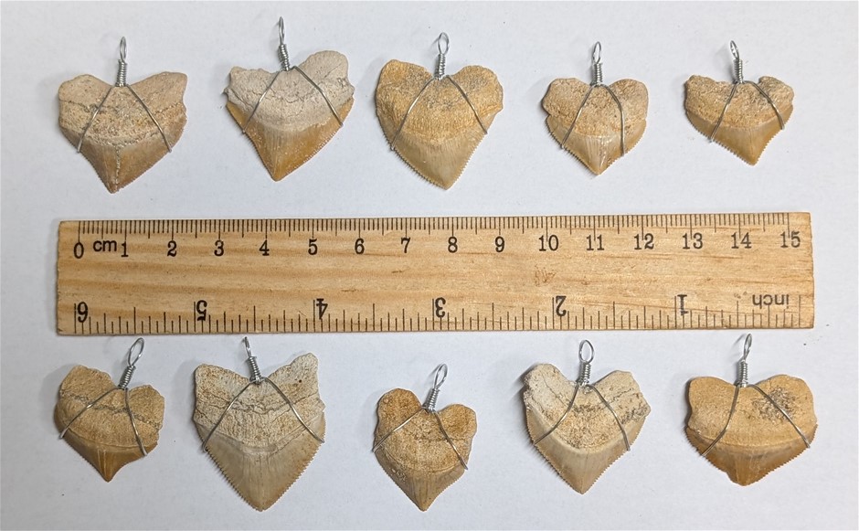 Ten 70 Million year old Fossil Shark Teeth Wire Wrapped for pendants ...