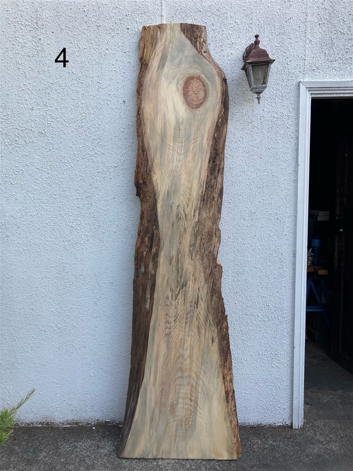 Stone Pine Timber Slab Auction (0004-5058044) | Grays Australia