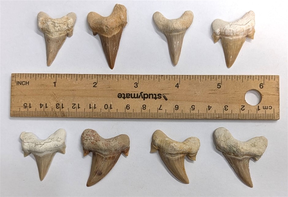 Six Huge 40 Million Year Old Fossil Shark Teeth from Morocco Auction ...