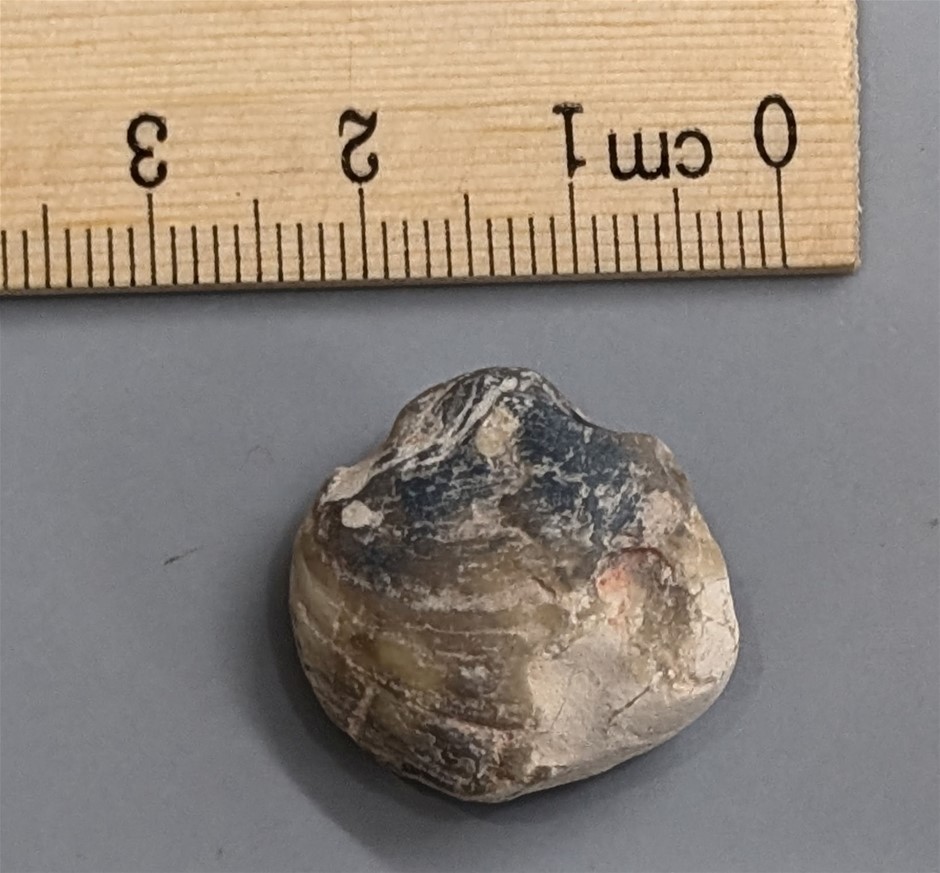 OPALISED SHELL Lightning Ridge Fossil OPAL Auction (0034-2563055 ...