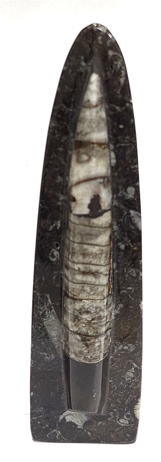 380 Million year old ORTHOCERAS Display Fossil from Morocco Auction (0095-2563945) | Grays Australia