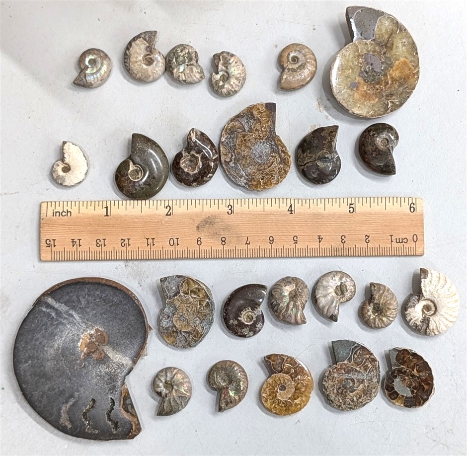 Two Dozen 120 Million year old AMMONITE Fossils from Madagascar Auction ...