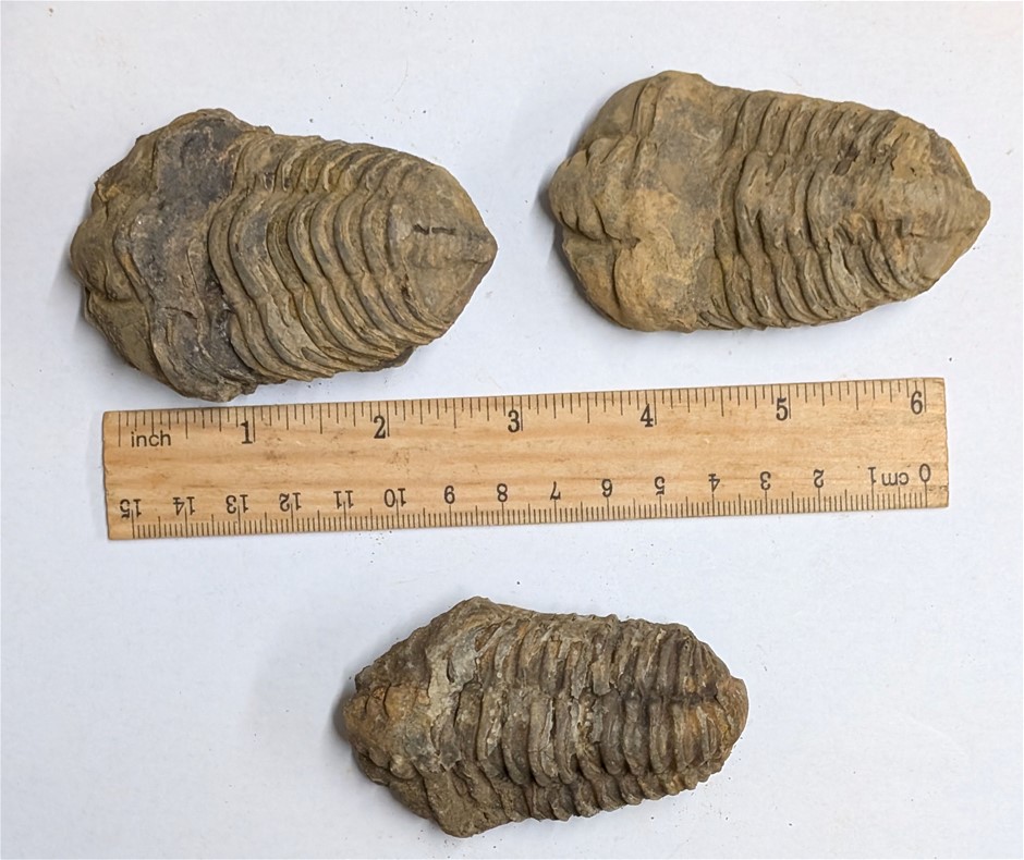 Three 450 Million Year Old Trilobite Fossils From Morocco Auction (0021 ...