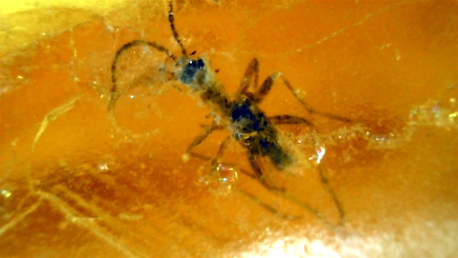 3 MILLION YEAR OLD PIECE OF AMBER FILLED WITH A PREHISTORIC ANT Auction ...