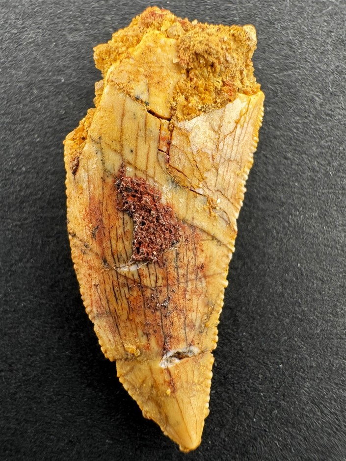 95-MILLION-YEAR-OLD AFRICAN T-REX DINOSAUR TOOTH FOSSIL (CRETACEOUS ...